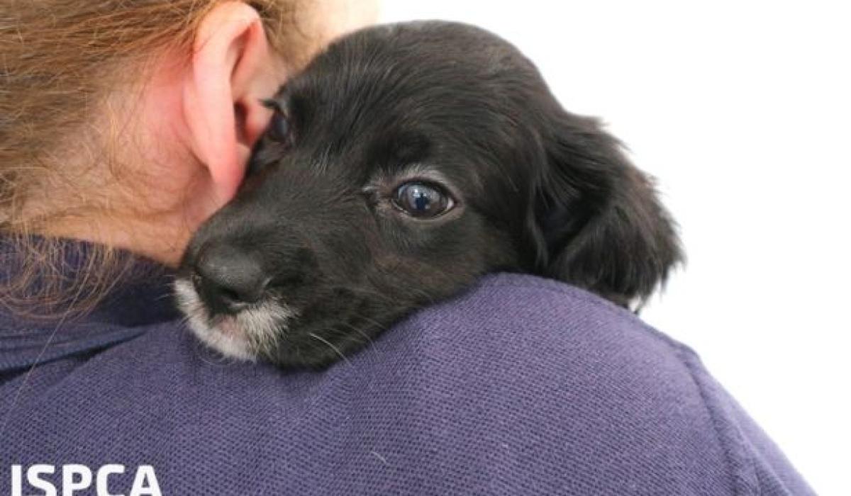 Ballina-based animal welfare charity issues urgent appeal - Mayo Live