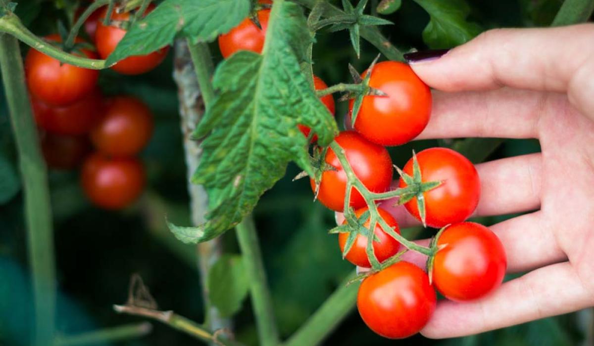 Cut Costs By Growing Your Own Mayo Live cut-costs-by-growing-your-own-mayo-live