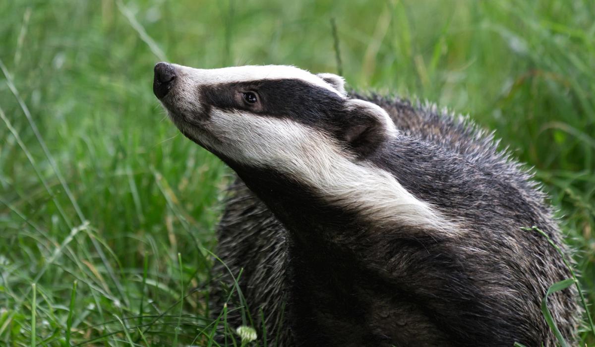 NATURE: Must we badger our badgers? - Mayo Live