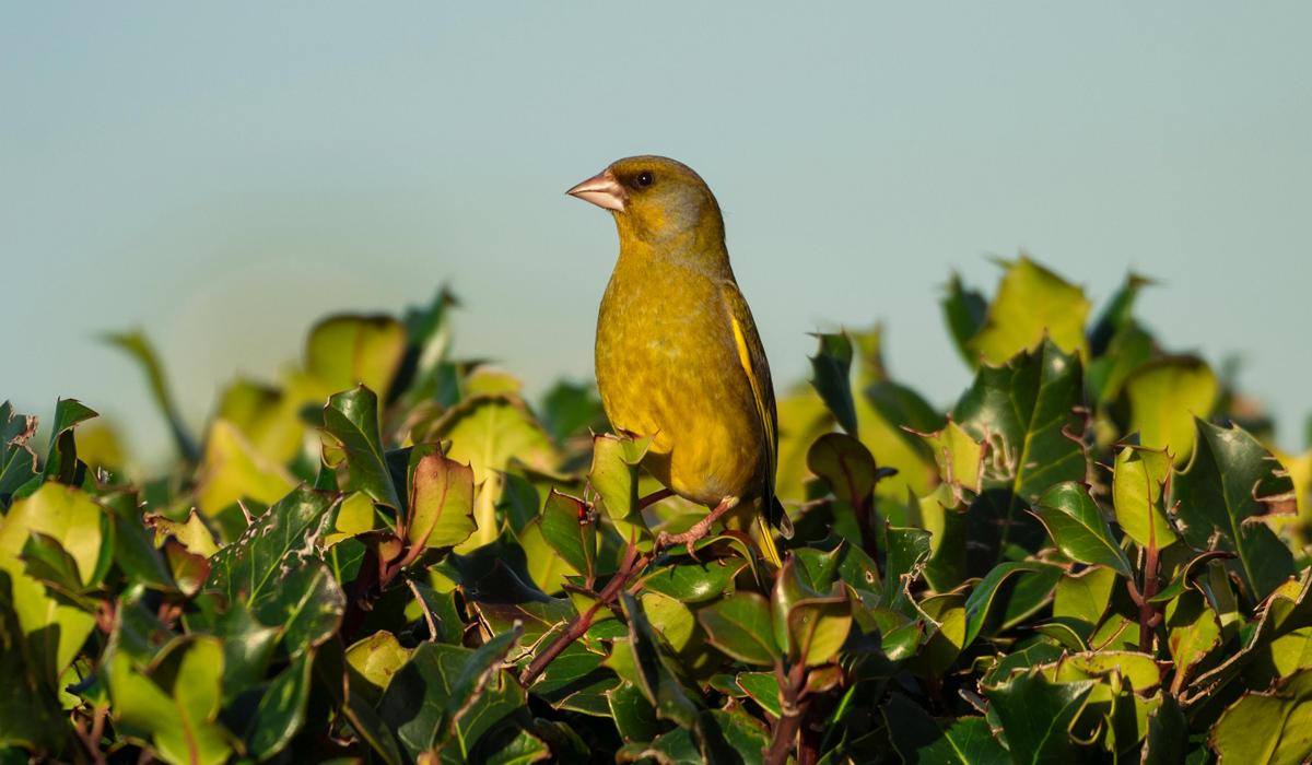 NATURE: The loneliest greenfinch in the world - Mayo Live