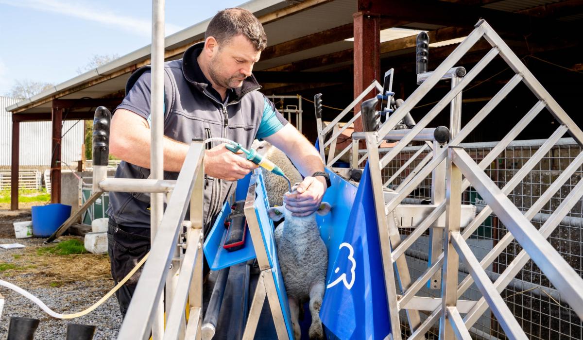 Smart sheep farming open day to take place in Mayo - Mayo Live