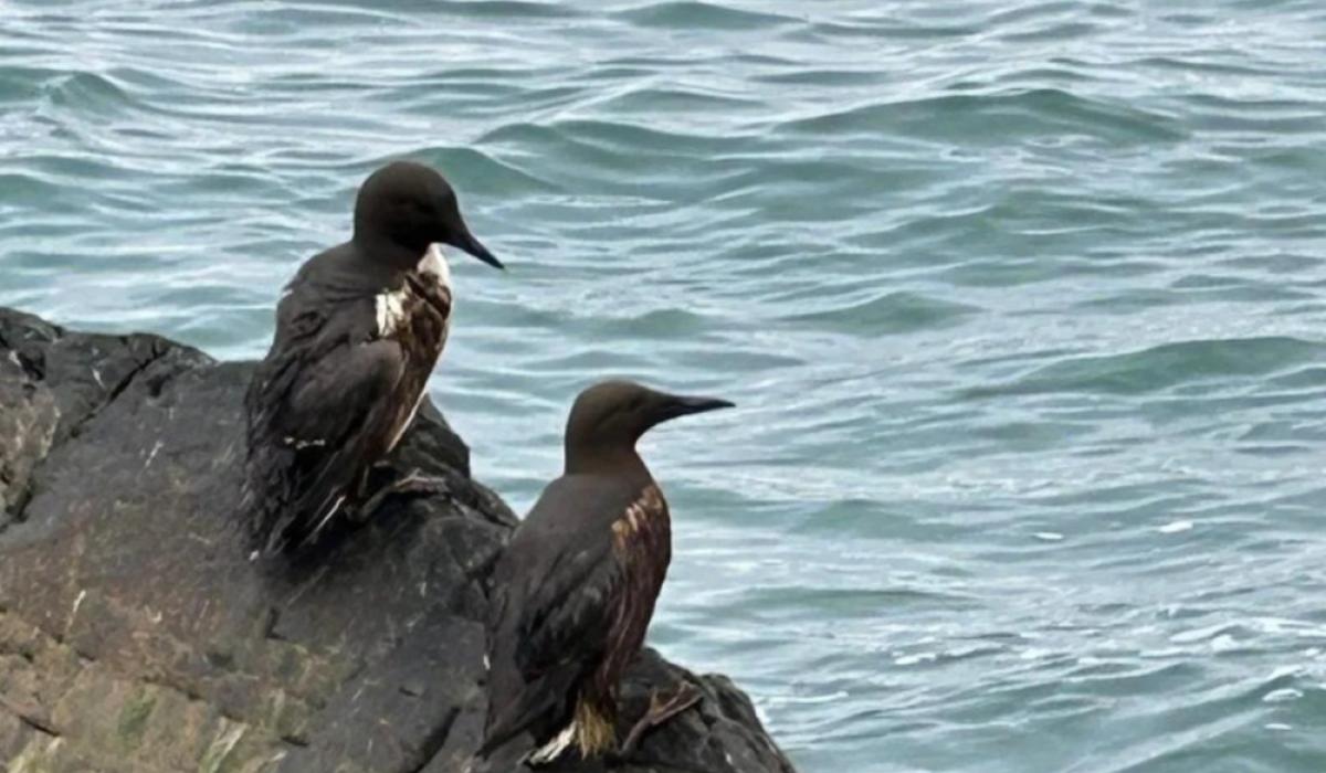 WATCH: What to do if you find an animal at risk after major Irish oil ...