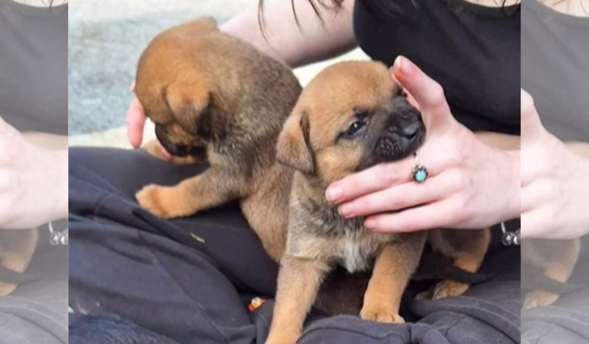 Mayo SPCA rescue eleven puppies abandoned in Castlebar - Mayo Live