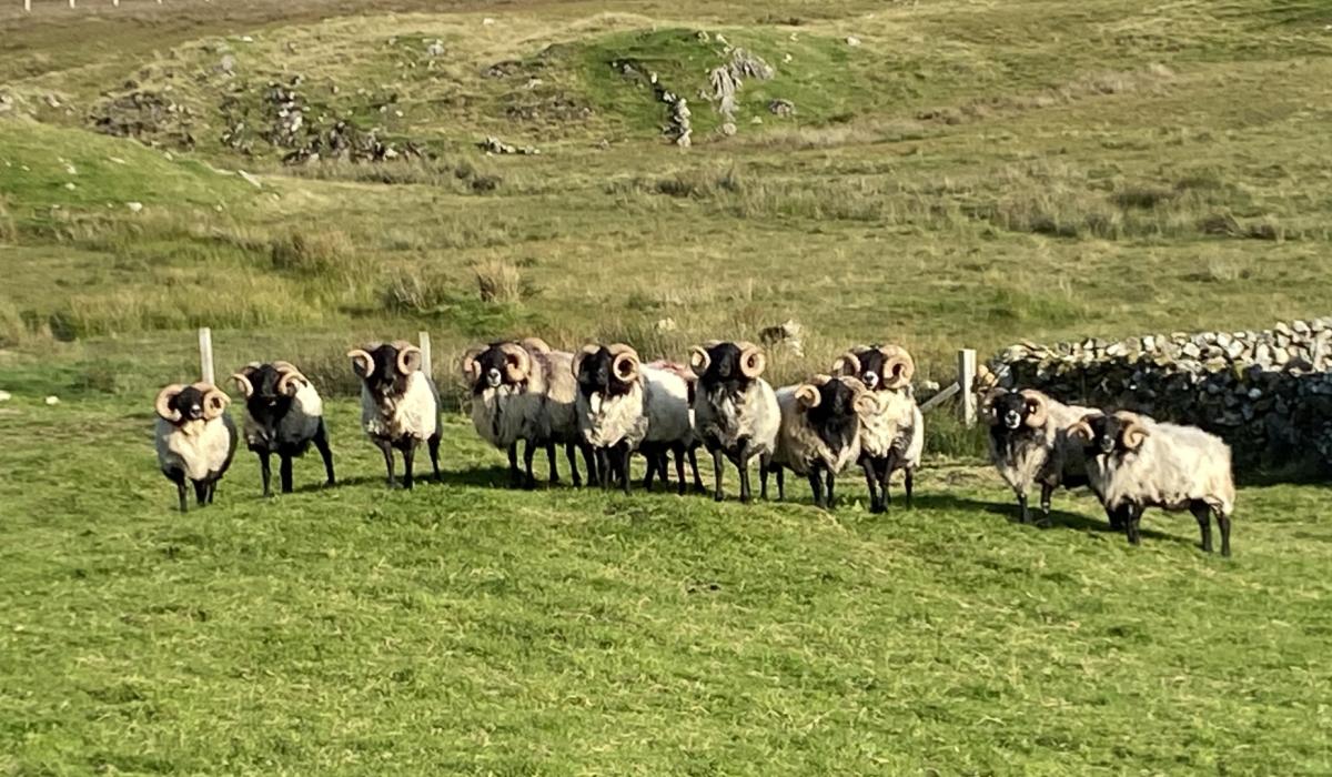 Connemara to stage country’s largest single breed two-day sheep sale ...