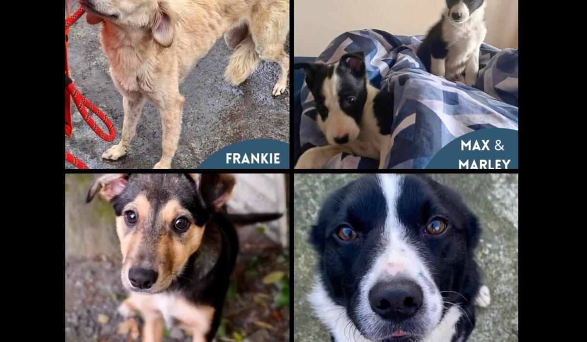 PICTURES: Meet these six adorable dogs at Mayo SPCA looking for forever ...