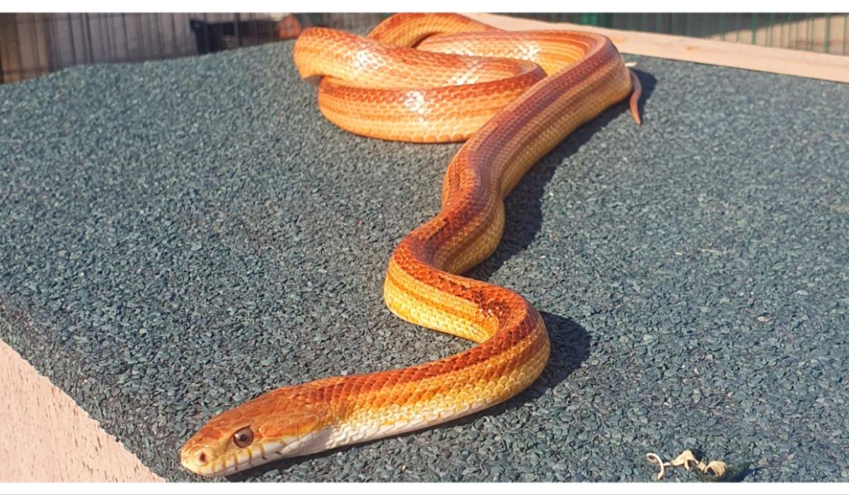 Snakes spotted in Ireland ahead of St. Patrick's Day! - Mayo Live