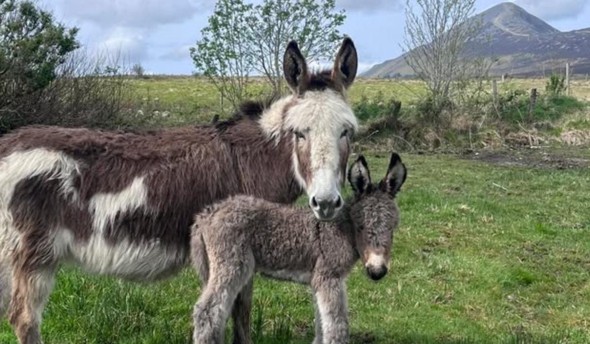 'A big ball of fluff' - Mayo farm welcomes first donkey baby - Mayo Live