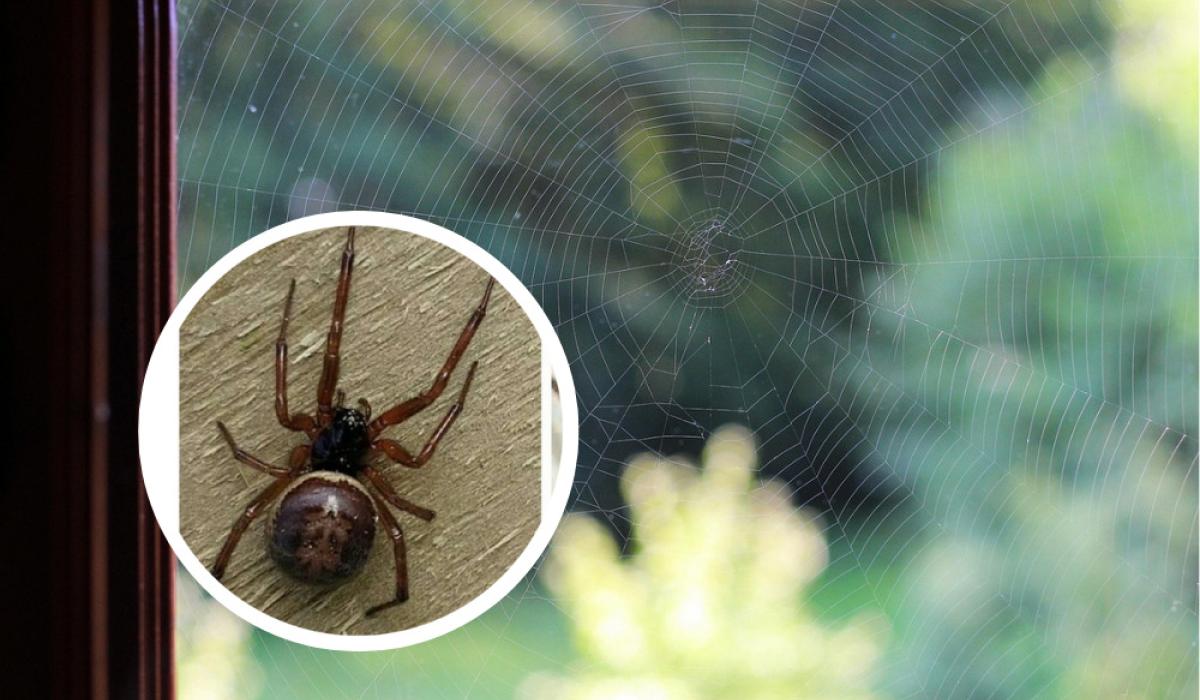 ALERT: Risk of deadly false widow spiders inside Irish homes amid bite ...
