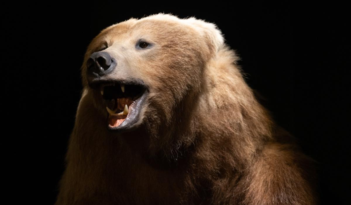 Brown bear to go on display at Turlough Park - Mayo Live