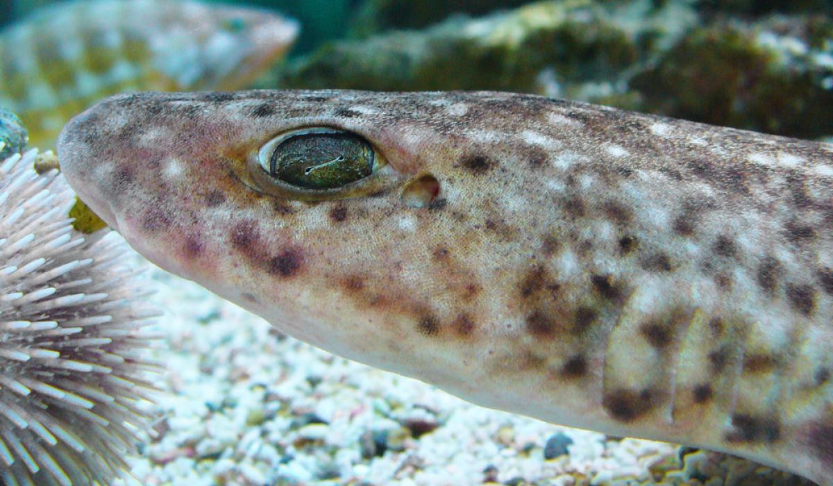 Collaring a dogfish - Mayo Live