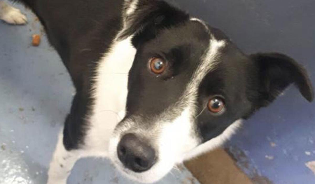 Meet December’s Mutt of the Month: Mandy - Mayo Live