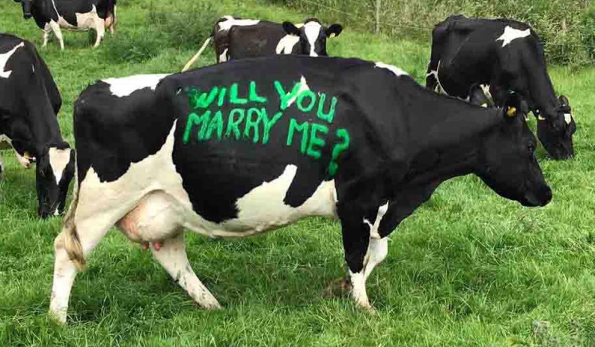 Bovine Butters bears udderly romantic proposal - Mayo Live