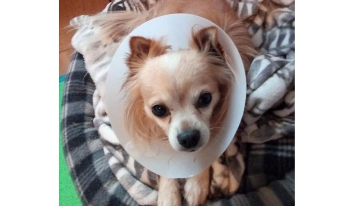 Mutt of the Month – Charlie - Mayo Live