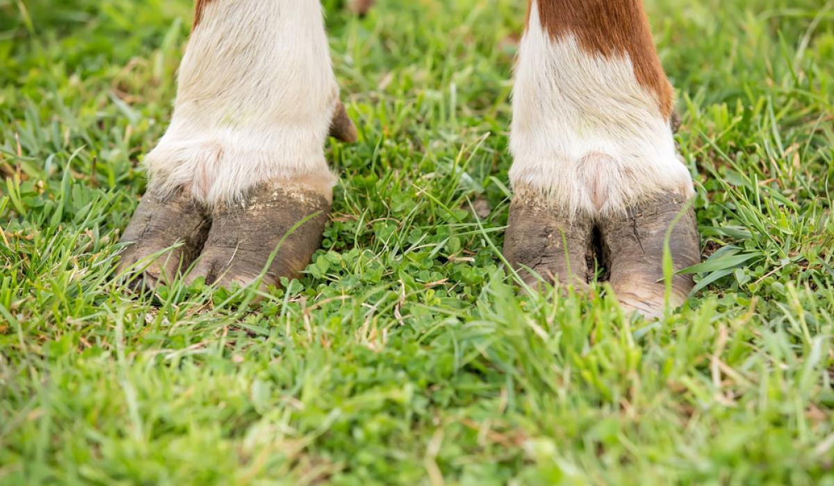 Limited services to resume at Aurivo Marts - Mayo Live