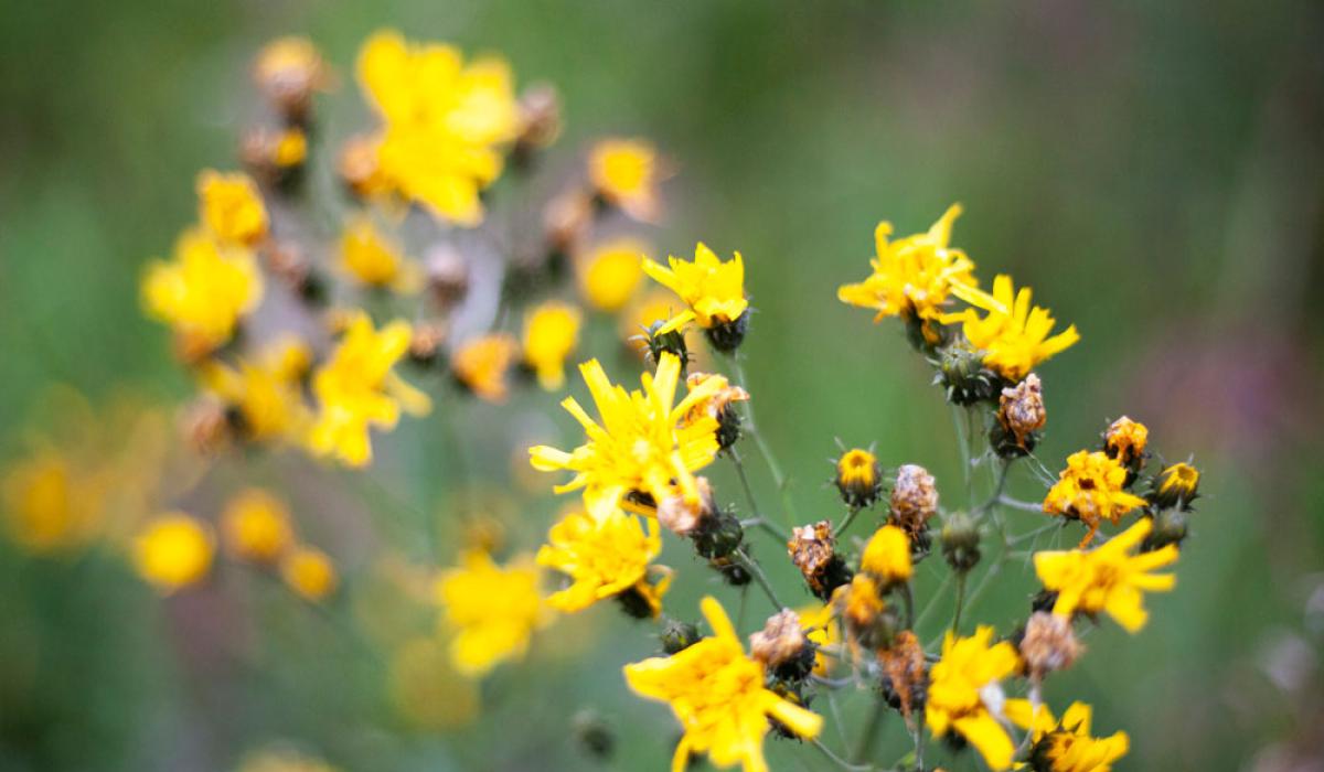 Ragwort and nature’s circle of life - Mayo Live