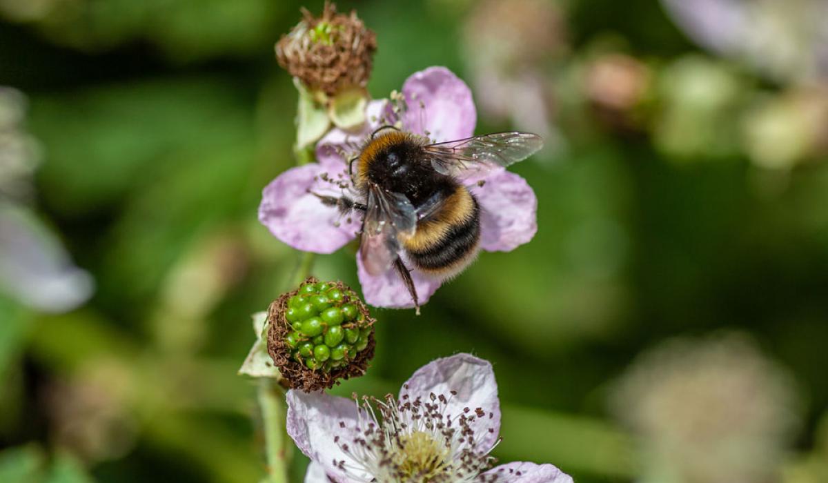 Let bramble ramble on - Mayo Live