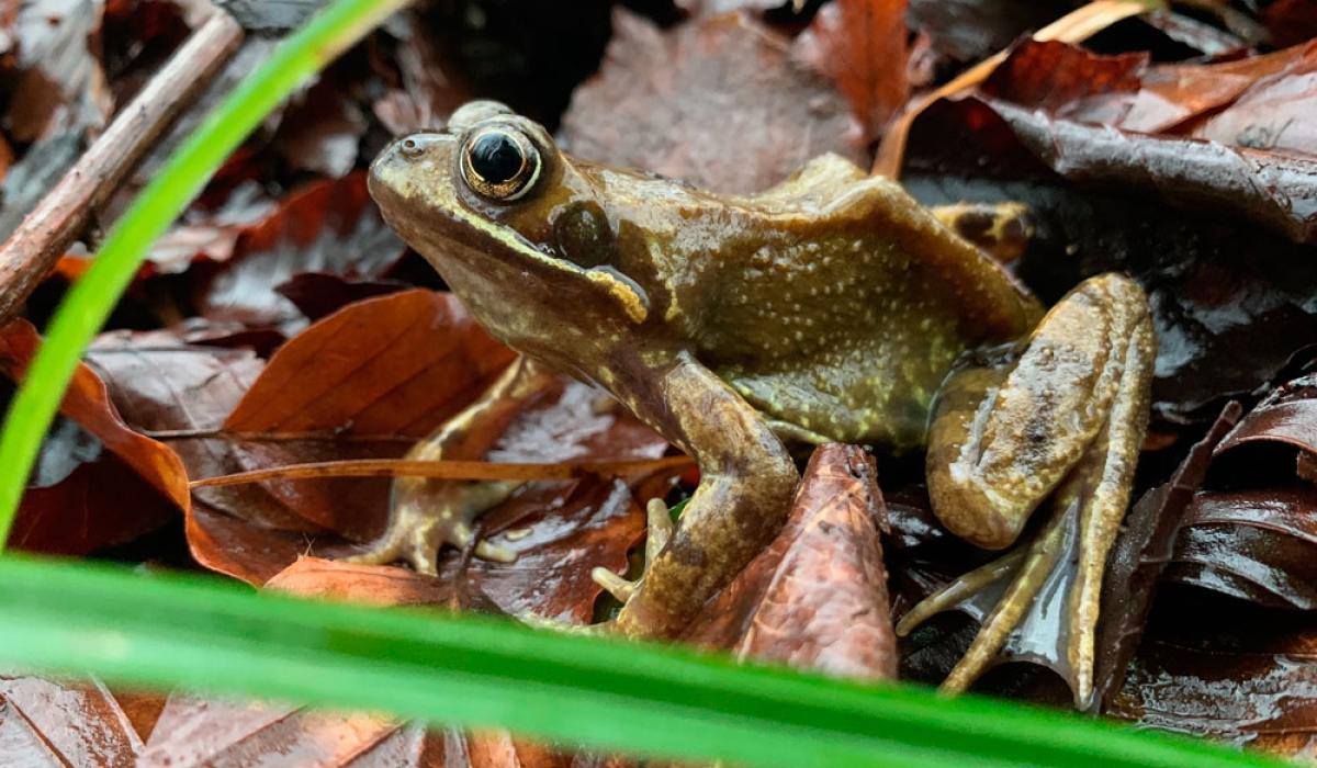 It’s a frog-eat-frog world - Mayo Live