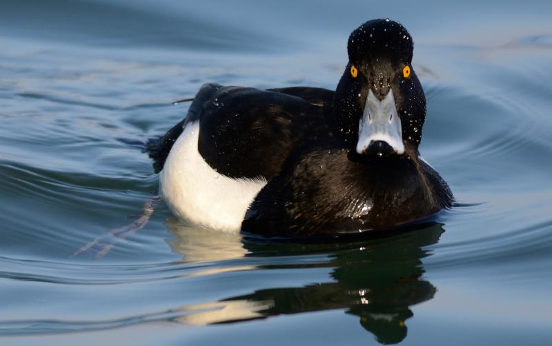 NATURE: A winter’s dawn at Lough Carra - Mayo Live