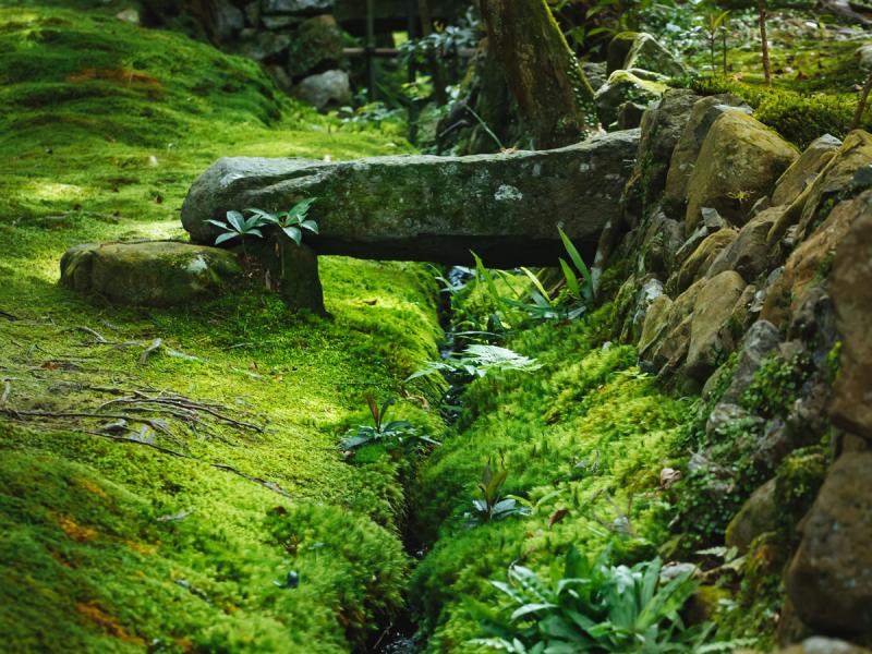 GARDENING: The magic of moss - Mayo Live