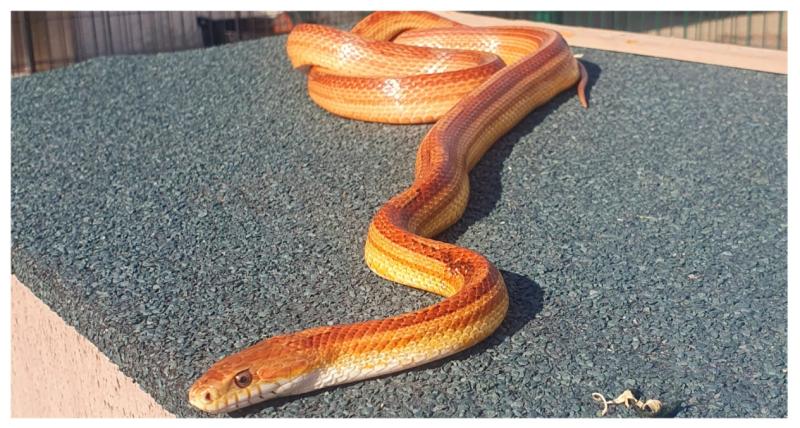 Snakes spotted in Ireland ahead of St. Patrick's Day! - Mayo Live