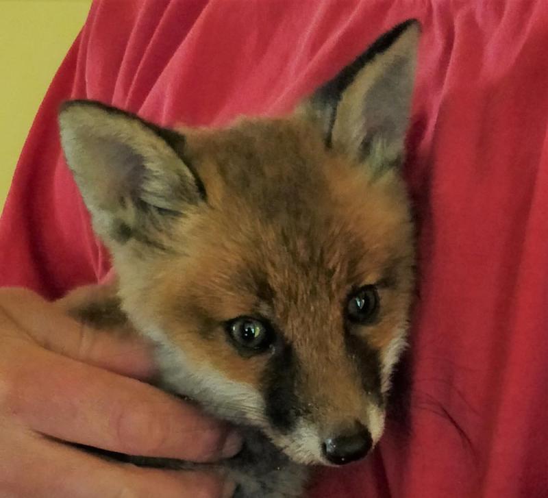 A foxy lady arrives - Mayo Live