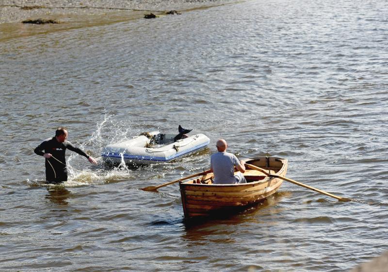 Quick thinking rescues stranded dolphin at Westport Quay - Mayo Live